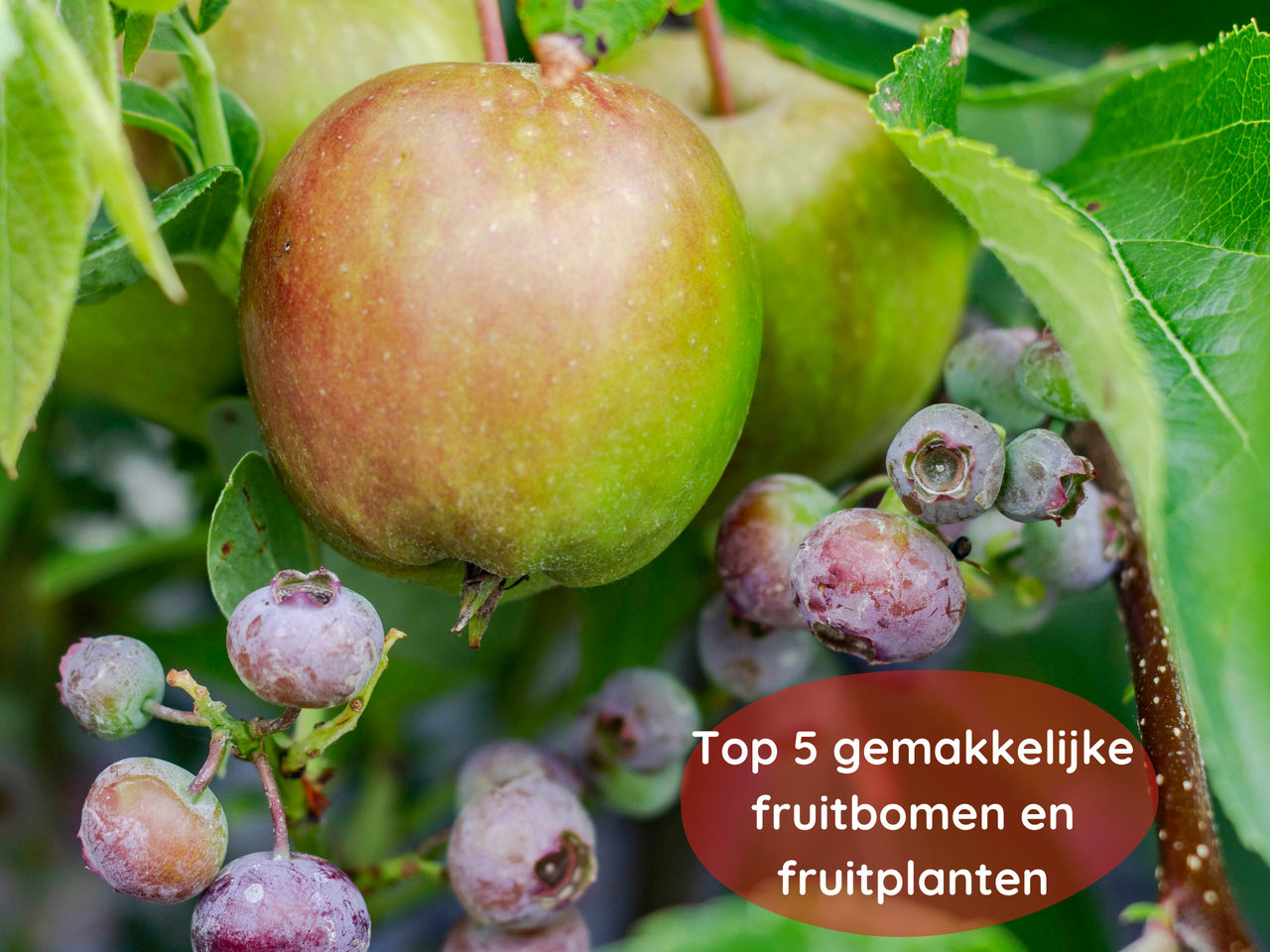 Top 5 gemakkelijke fruitbomen en fruitplanten