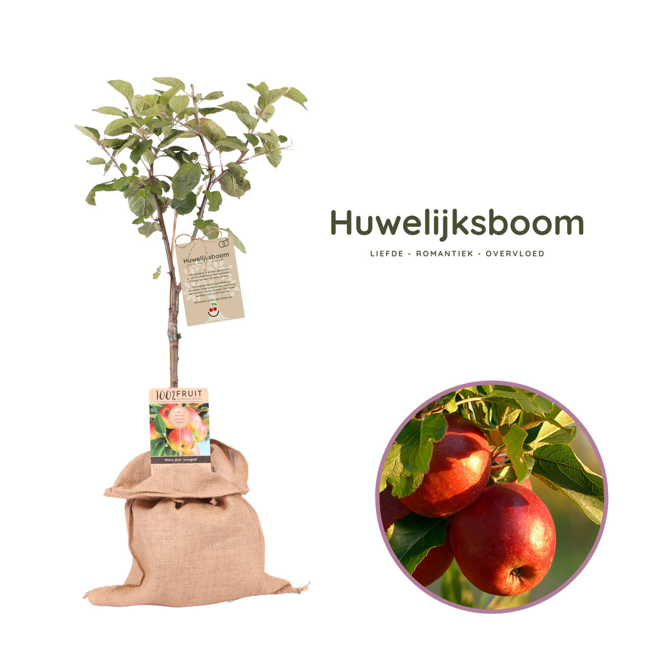 Appelboom kopen – Fruitboom uit eigen kwekerij