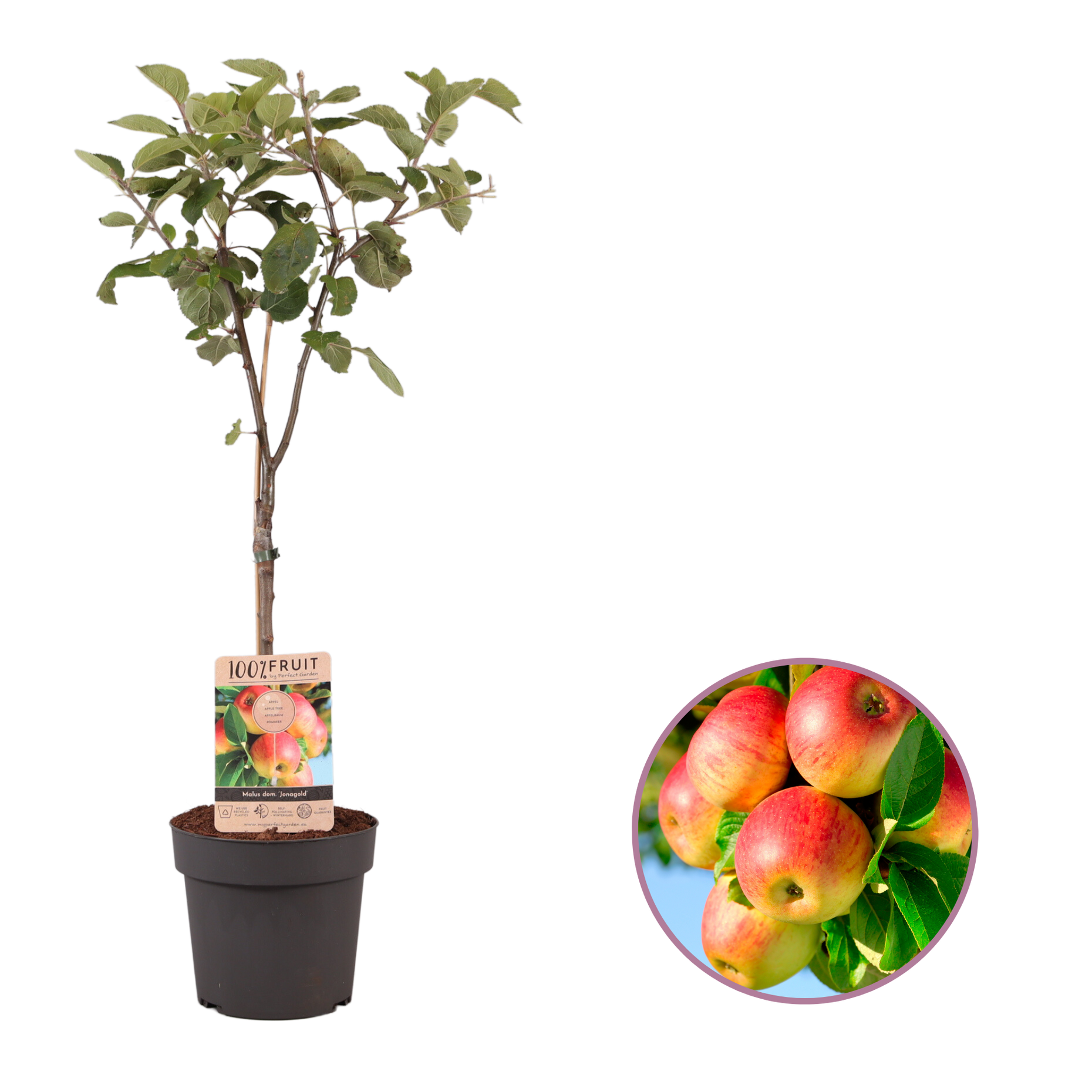 Appelboom kopen – Fruitboom uit eigen kwekerij
