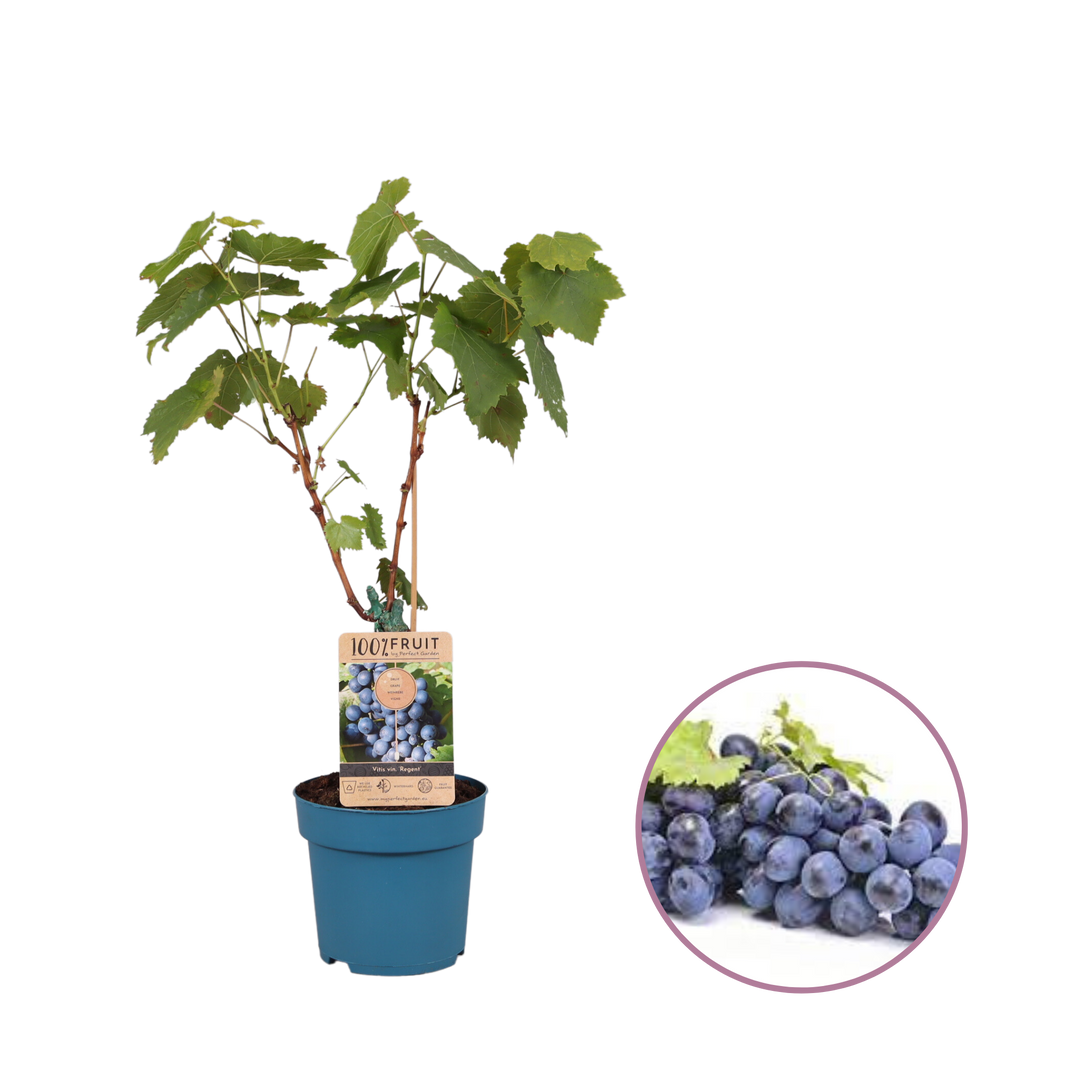 Druivenstruik, Vitis vinifera ‘Regent’ | Blauwe druif