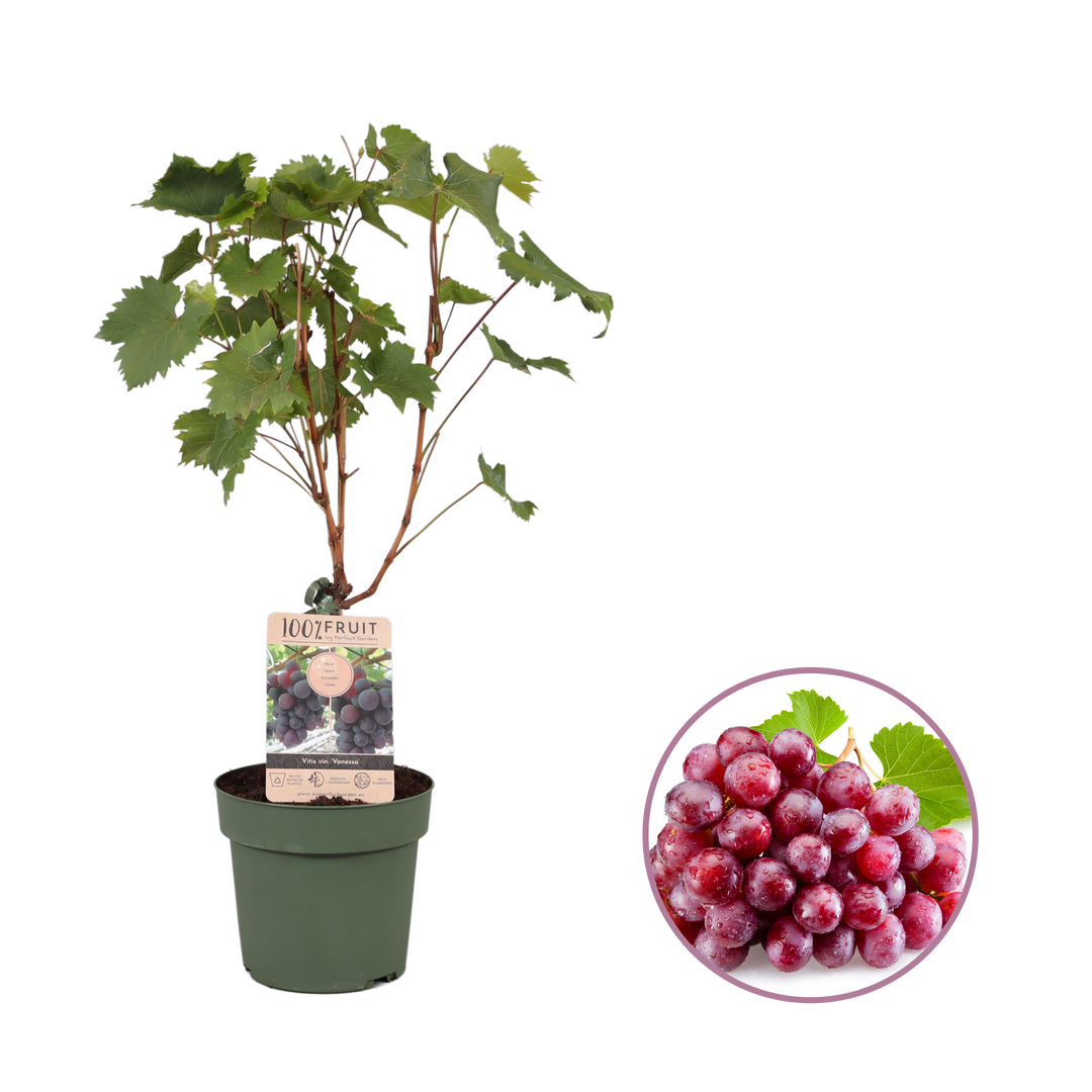Druivenstruik, Vitis vinifera ‘Vanessa’ | Pitarme rode druif