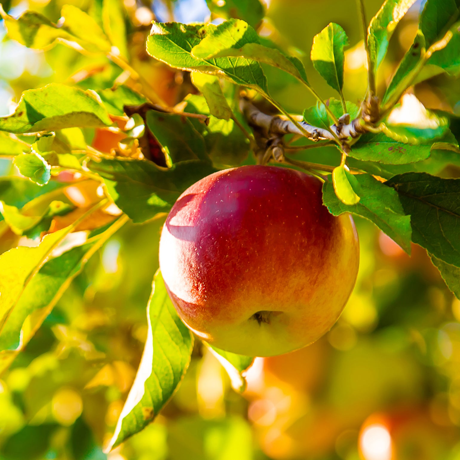 Appelboom kopen – Fruitboom uit eigen kwekerij