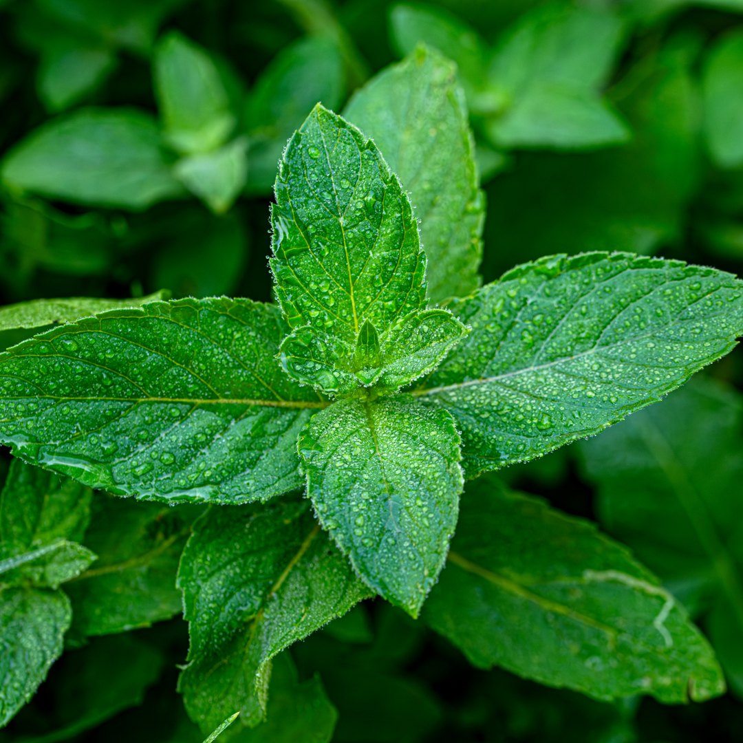 Tuinkruid Marokkaanse Munt, Mentha 'Maroccan' - set van 6 stuks